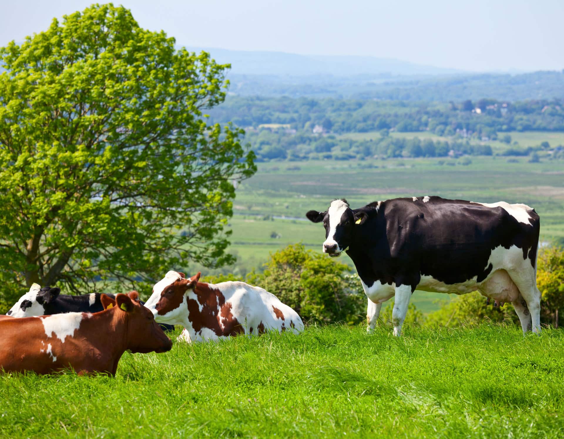Are your grazing arrangements due a spring clean? | Hobbs Parker