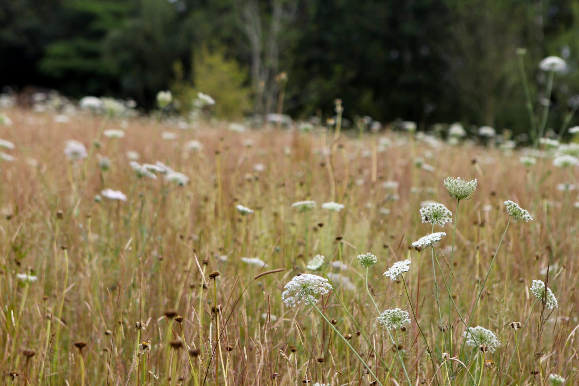 Tips to help you establish a great Wild Garden | Hobbs Parker