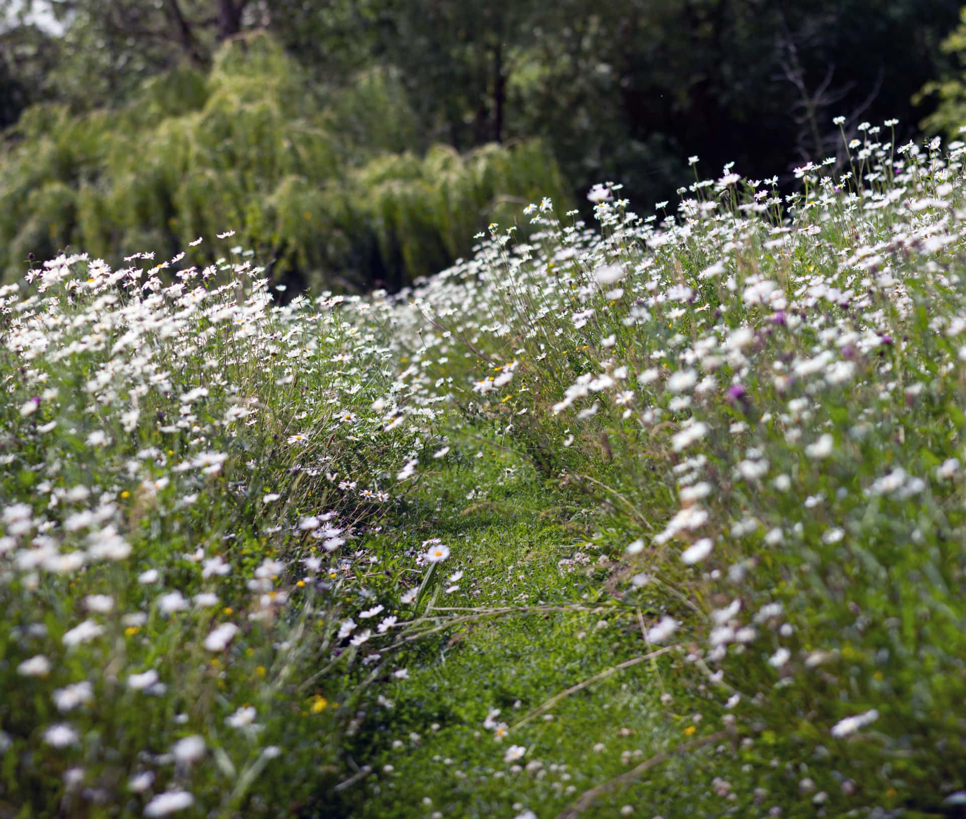 Tips to help you establish a great Wild Garden | Hobbs Parker