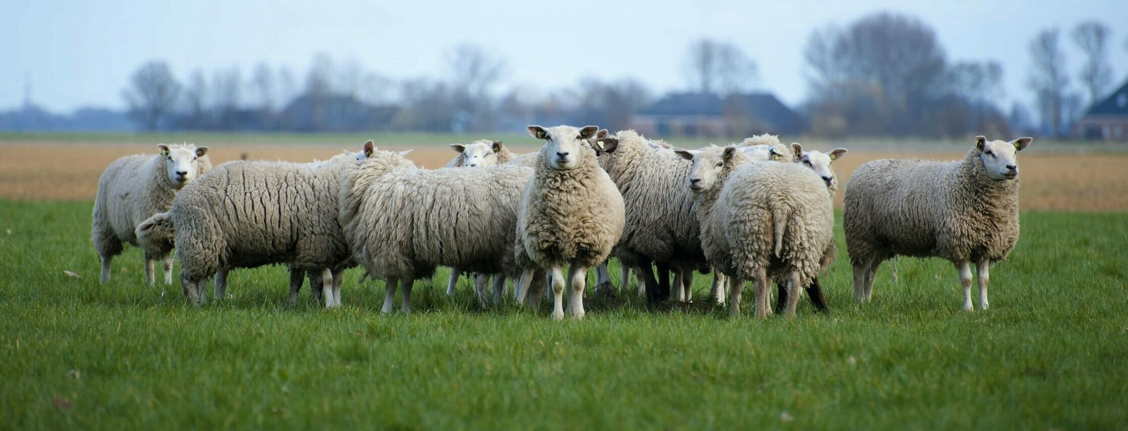 Sheep Sales at Ashford Market - Sale Reports and Prices | Hobbs Parker