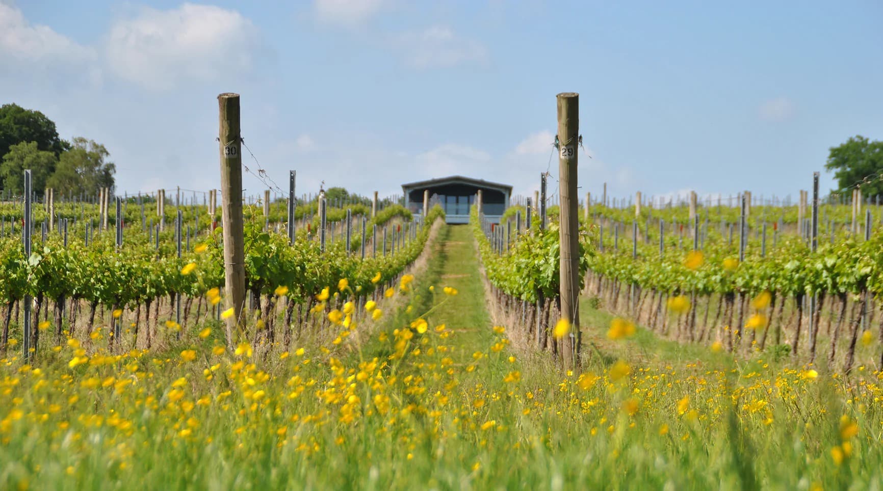 Ten beautiful vineyards well worth visiting near to Ashford and ...